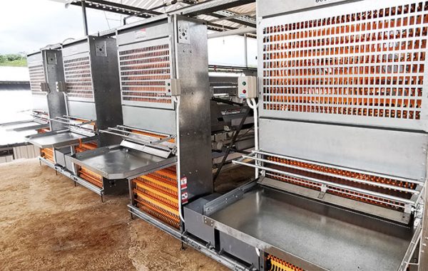 Automatic Egg Collector TSIS Egg Elevator for Layer Hens